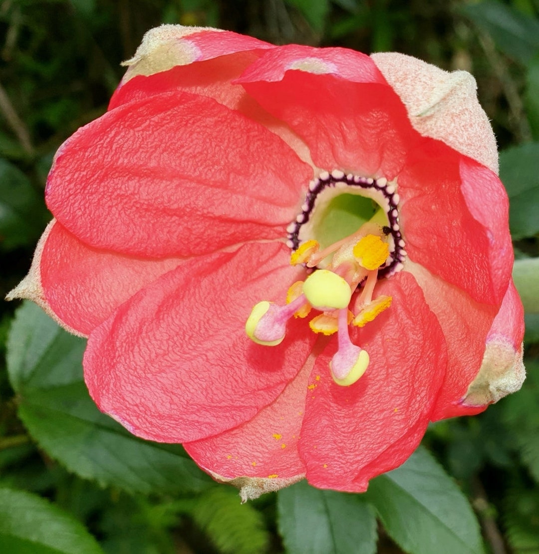 Passiflora Mixta Curuba De Indio & Monte 5 Seeds - Etsy