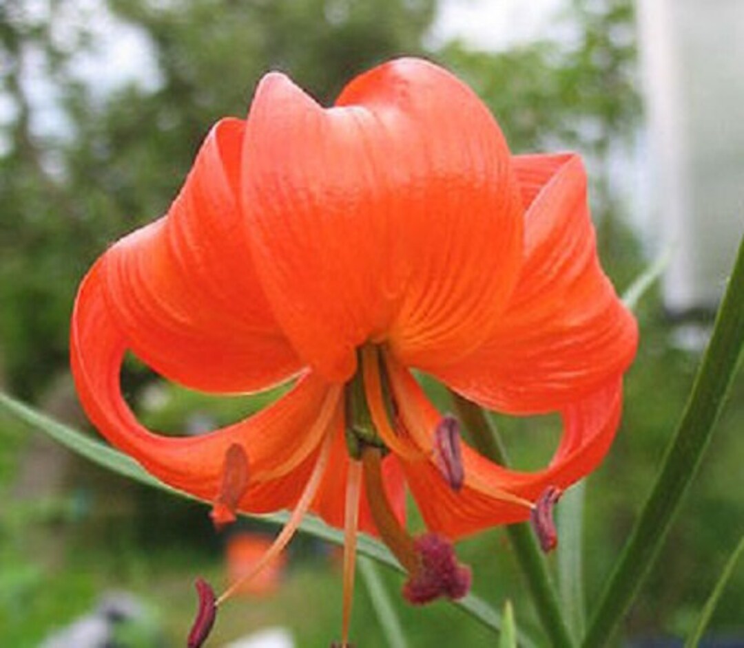 Lilium Pumilum Siberian Turks Cap Lily 10 Seeds - Etsy