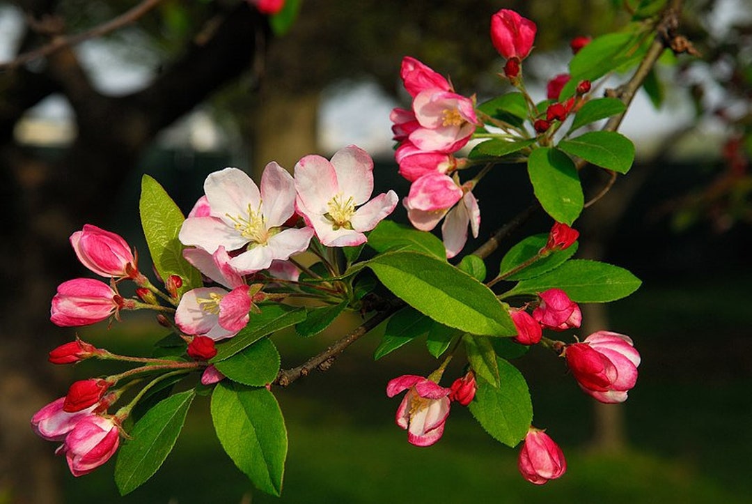 Crabapple Malus Baccata V. Himalaica Himalayan 10 Seeds - Etsy