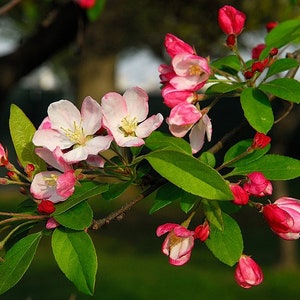 Crabapple Malus Baccata V. Himalaica Himalayan 10 Seeds - Etsy
