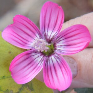 Tree Mallow Malva Assurgentiflora Island Mallow Mission Mallow 20 Seeds ...