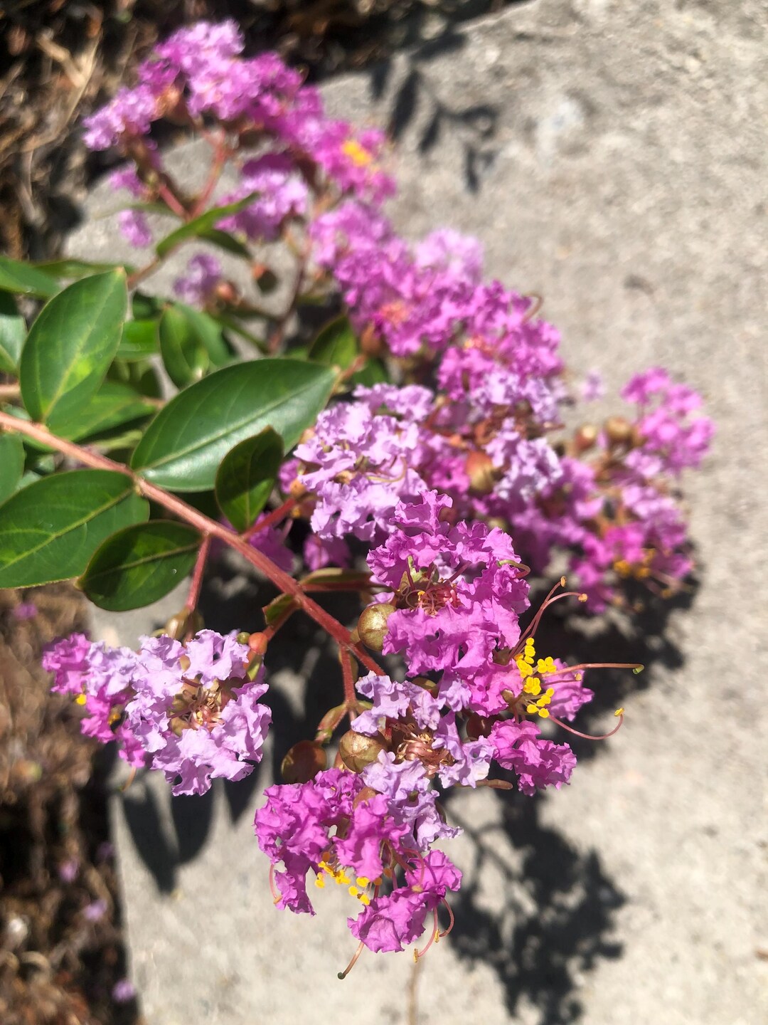 Lagerstroemia Weeping | Deep Rose Weeping Miniature | Crape Myrtle 10 ...