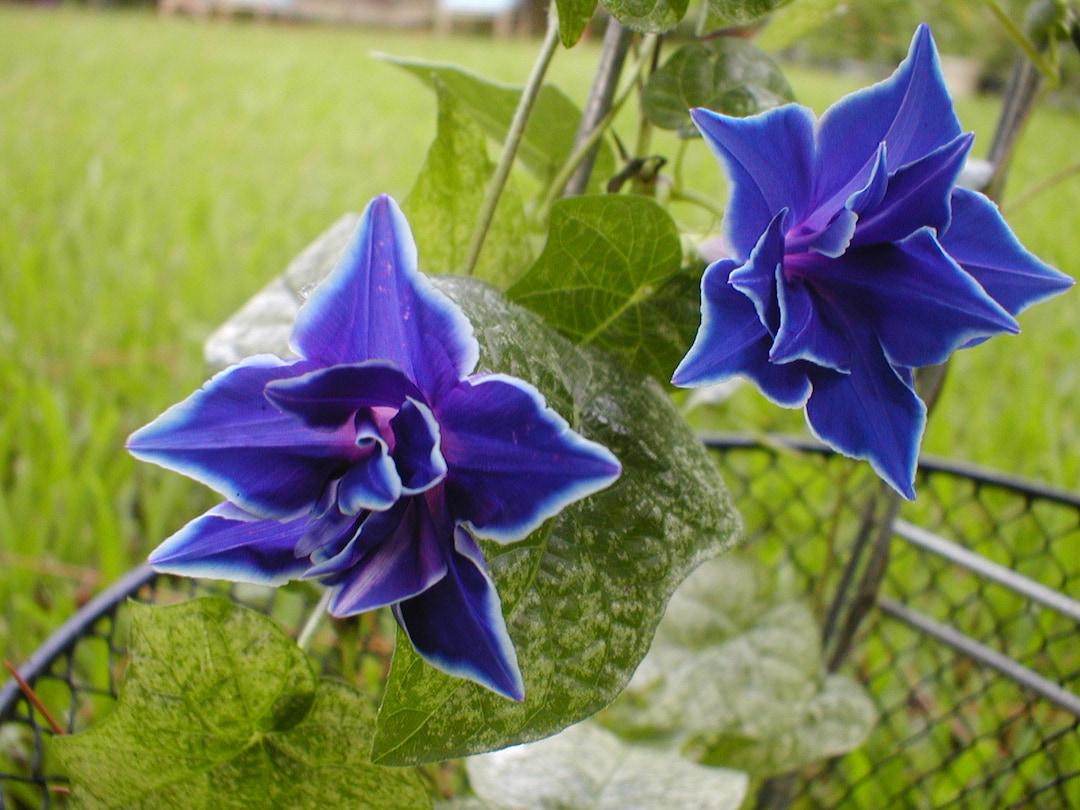 Blue Picotee Morning Glory Ipomoea Japanese 10 Seeds - Etsy