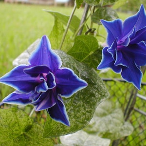 Blue Picotee Morning Glory Ipomoea Japanese 10 Seeds - Etsy