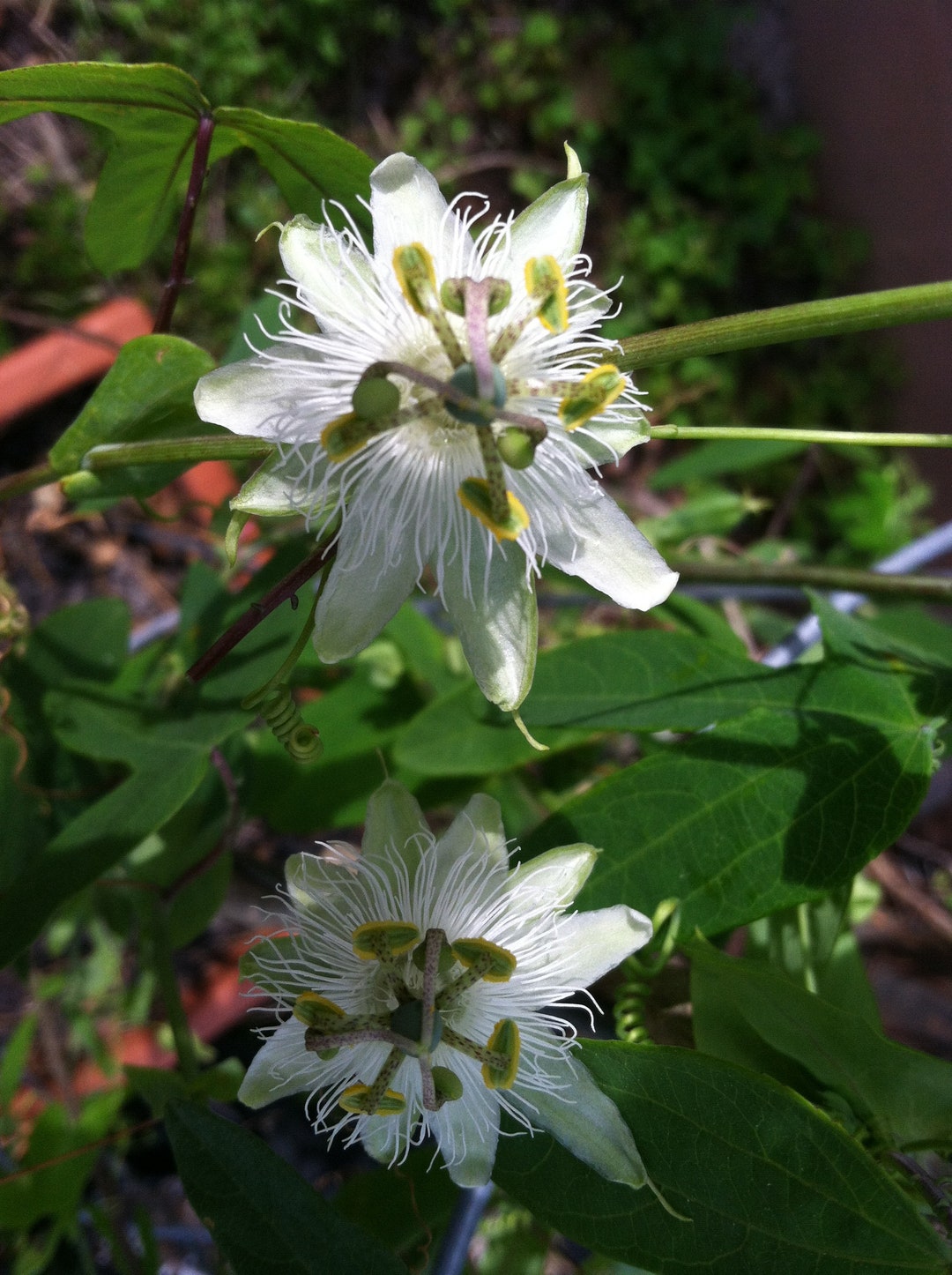 Passiflora White Wedding 10 Seeds - Etsy
