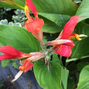 Canna Patens | Indica Red and Gold Indian Shot | 5 Seeds - Etsy