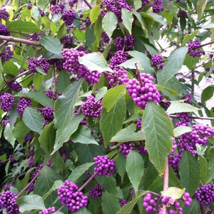 Callicarpa Americana Beauty Berry Bush French Mulberry Quart - Etsy