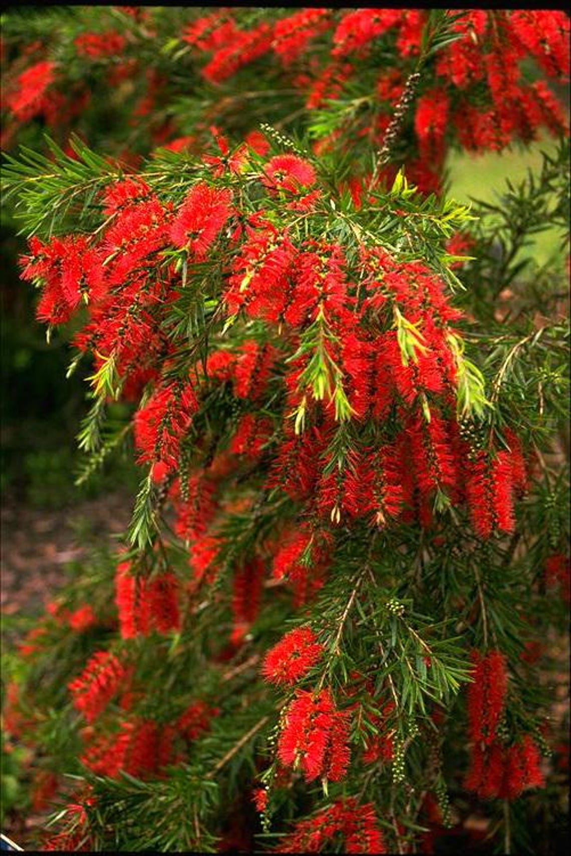 Weeping Bottlebrush Callistemon Viminalis Shrub 20 Seeds - Etsy