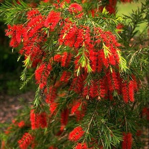 Weeping Bottlebrush Callistemon Viminalis Shrub 20 Seeds - Etsy