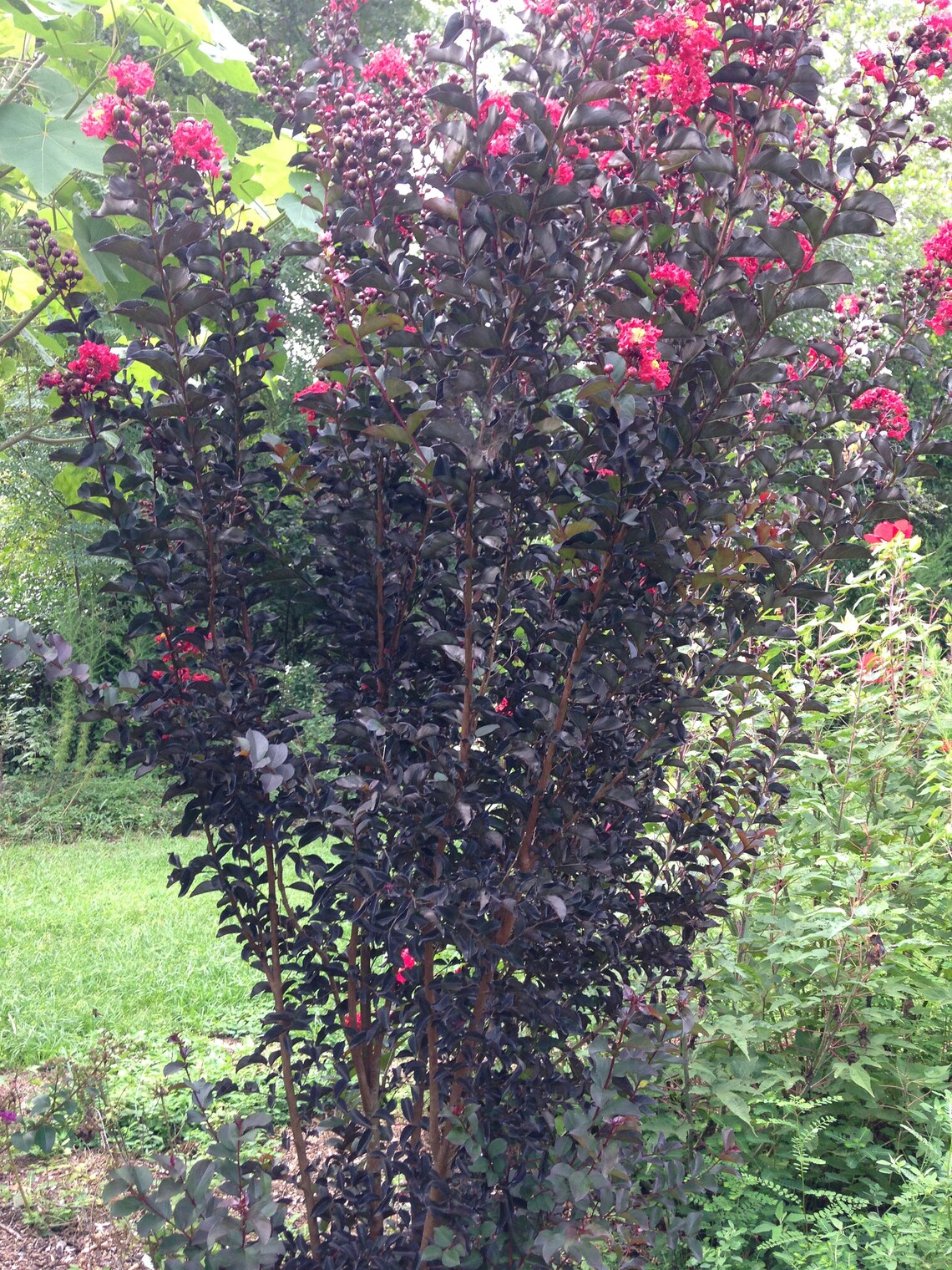 Crepe Myrtle Lagerstroemia cv. Miss Sandra plant | Etsy