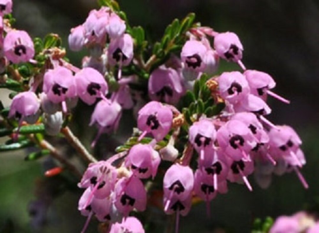 Erica Canaliculata Hairy Grey Heather 5 Seeds - Etsy