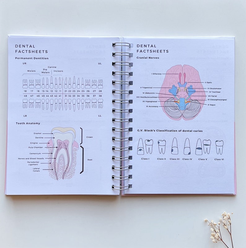 Personalised Dental Student Phantom Head Lab Clinical Skills - Etsy