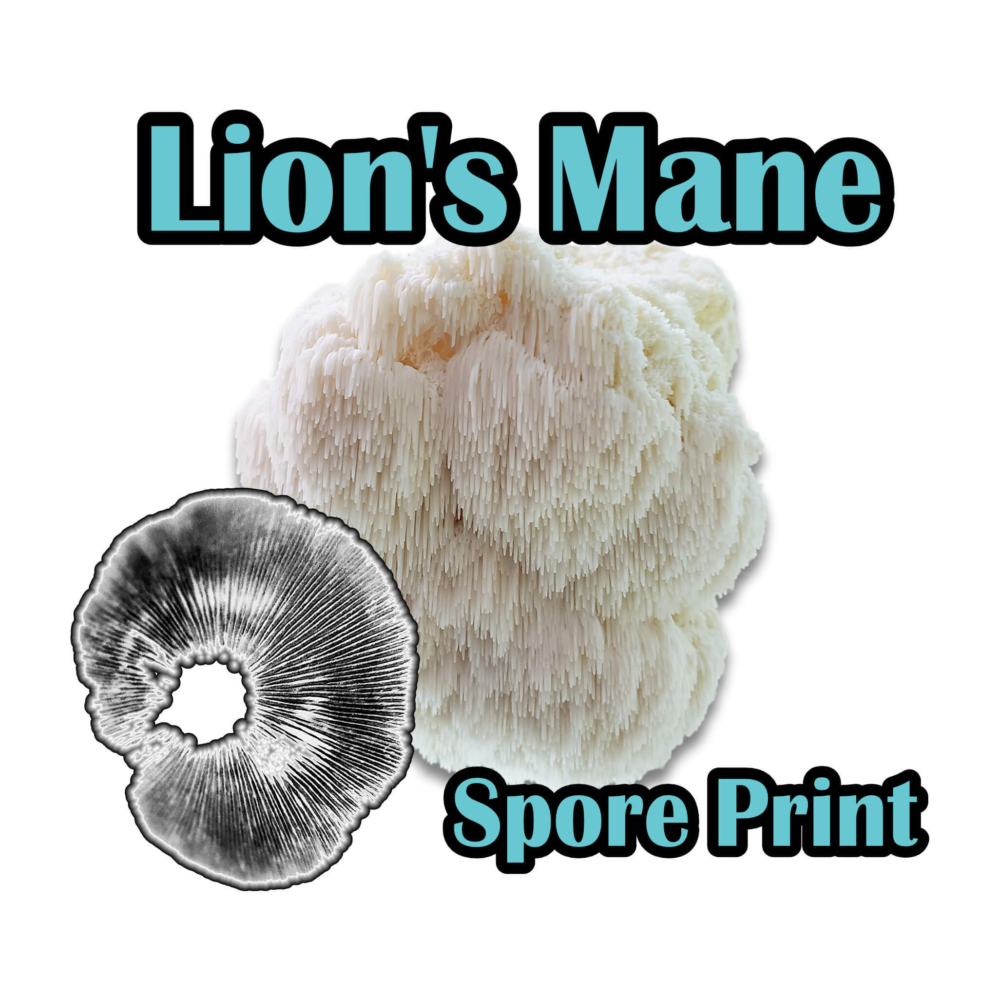 Lion's Mane hericium Erinaceus Commercial Spore Print - Etsy