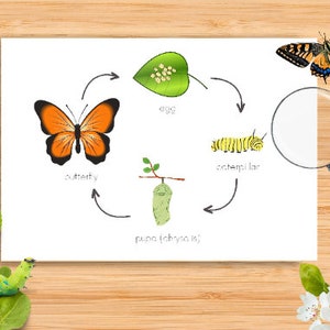 Montessori Butterfly Unit Study, Nature Activity Cards (digital ...