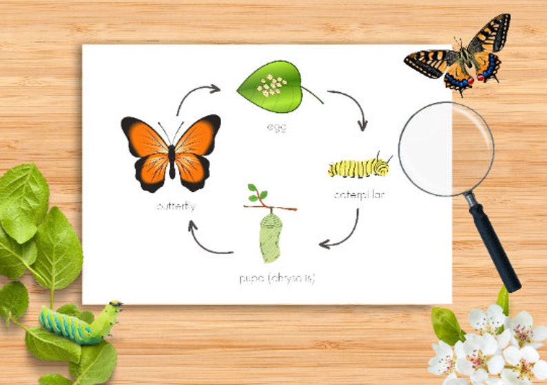 Montessori Butterfly Unit Study Busy Book Toddler Nature Activity Cards ...