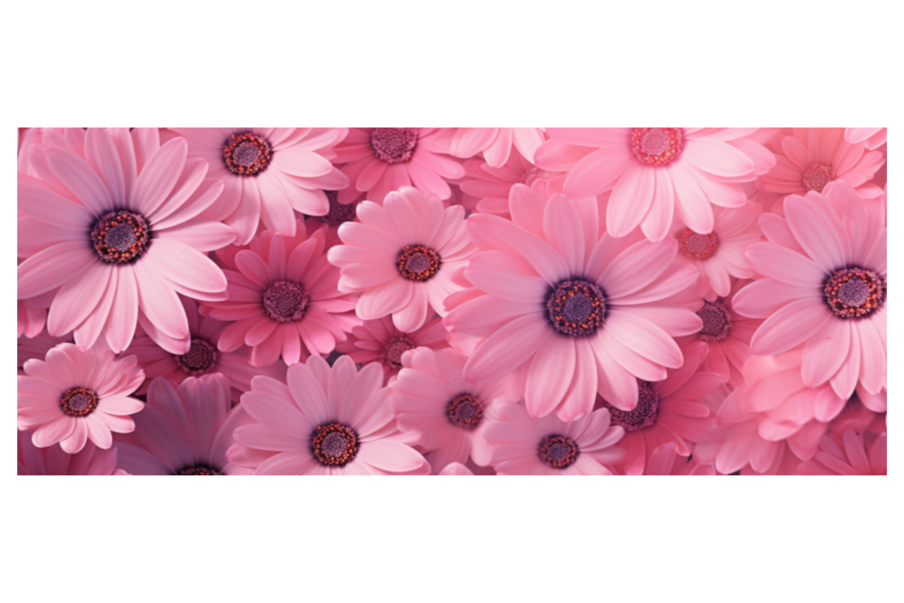 Daisy Twitch Banner| Twitch Background| Multicolor Gradient| Twitch ...