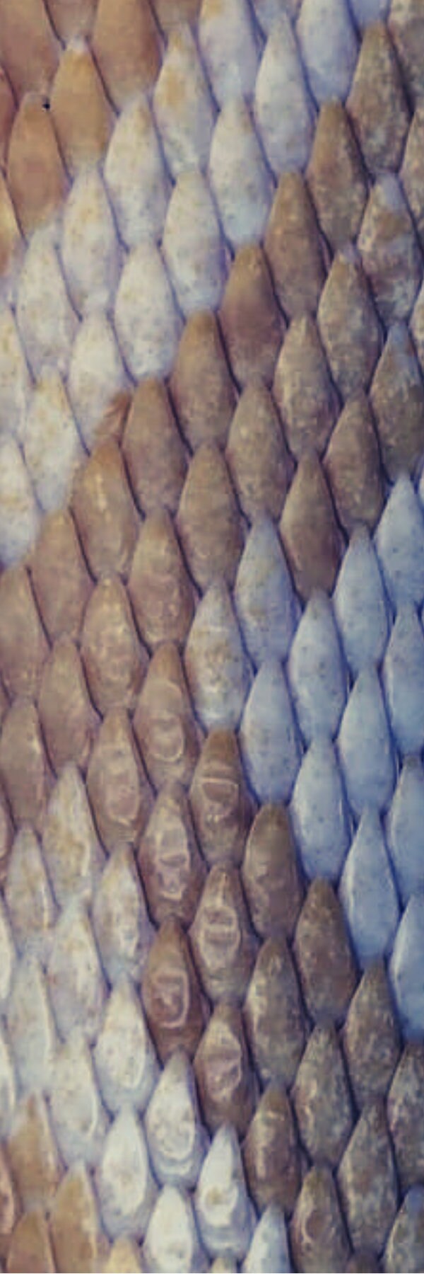 Snake Skin Design/visuals Package 1 - Printable Bookmark Set, Digital ...