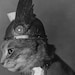 Brünnhilde Viking Cat, Vintage Photo Home Decor Print 8" by 10" - Etsy