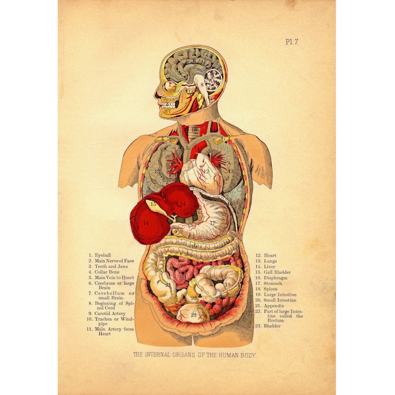 Human Organ Map - Etsy