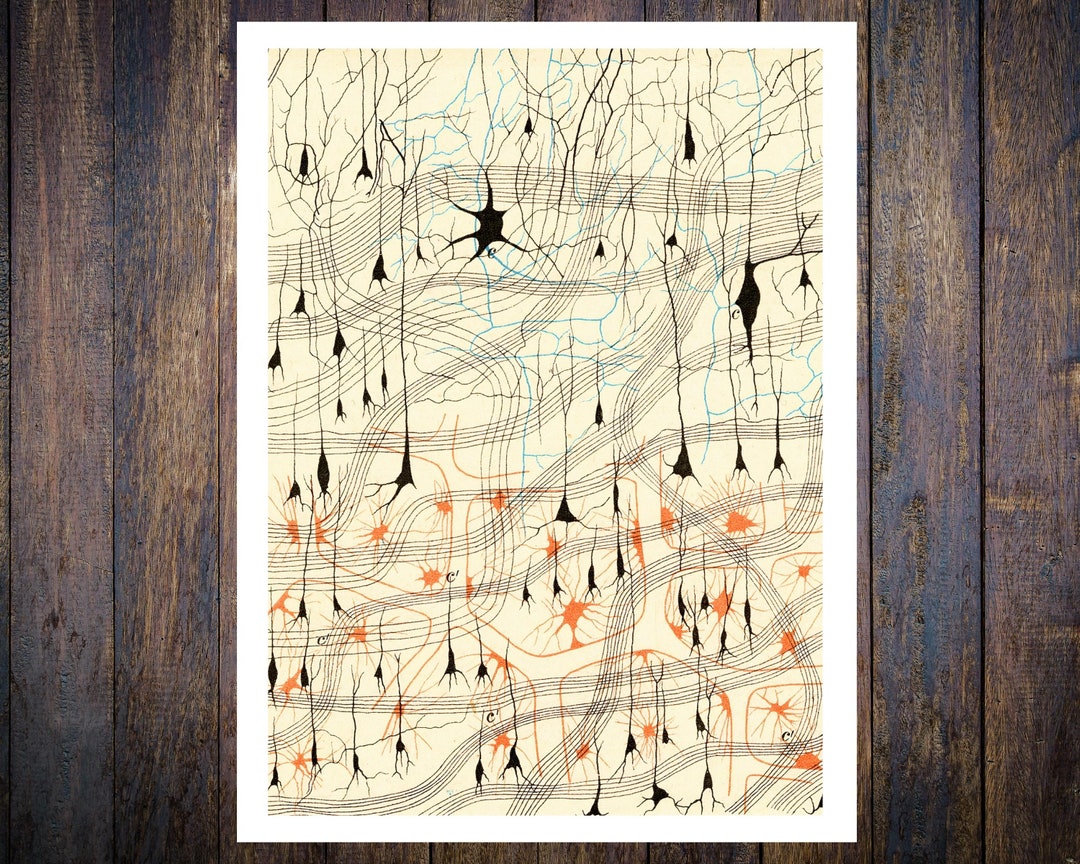 Camillo Golgi Dog Neuron Drawing 1885. Vintage Home Decor Wall Print - Etsy