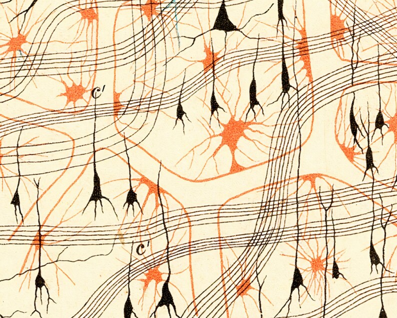 Camillo Golgi Dog Neuron Drawing 1885. Vintage Home Decor Wall - Etsy