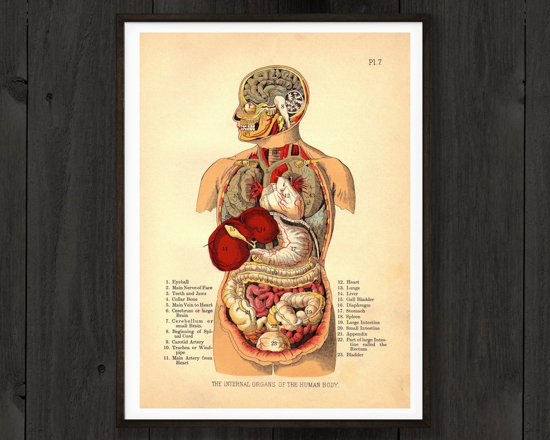 Vintage Anatomy, Internal Organs of the Human Body From the Household ...