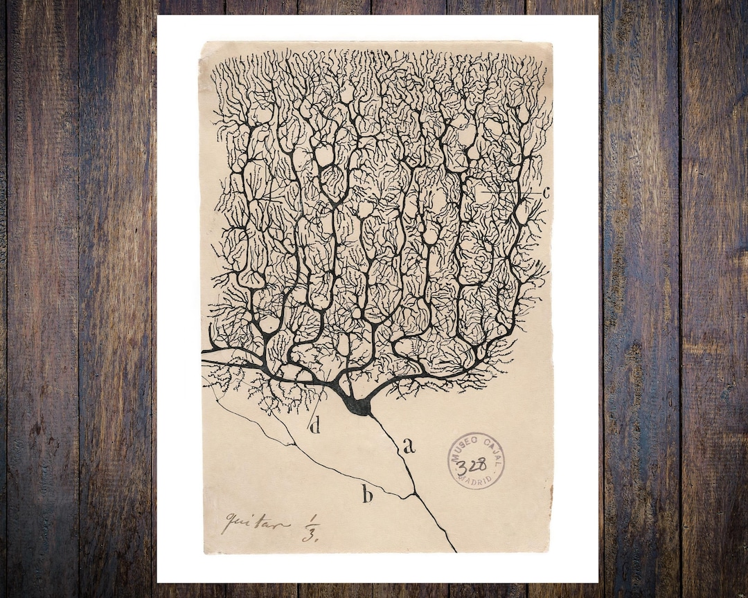 Santiago Ramón Y Cajal, Purkinje Brain Cell Drawing 1899. Vintage Home ...