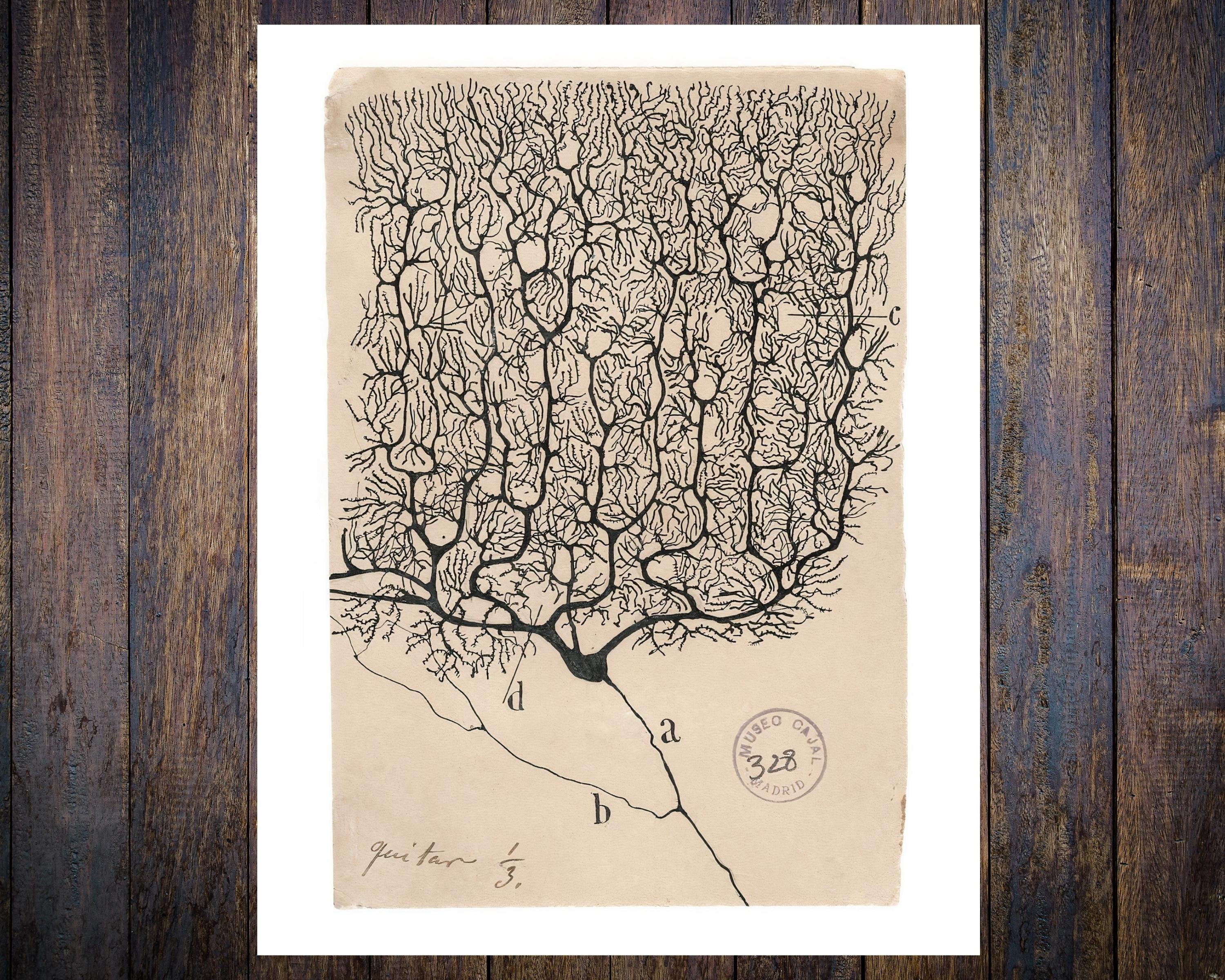 Santiago Ramón Y Cajal, Purkinje Brain Cell Drawing 1899. Vintage Home ...