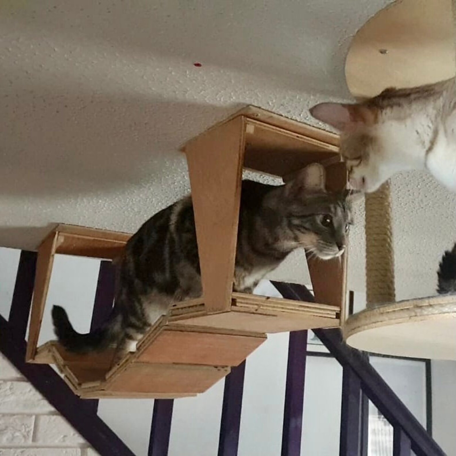 Cat ceiling mount rope bridge | Etsy