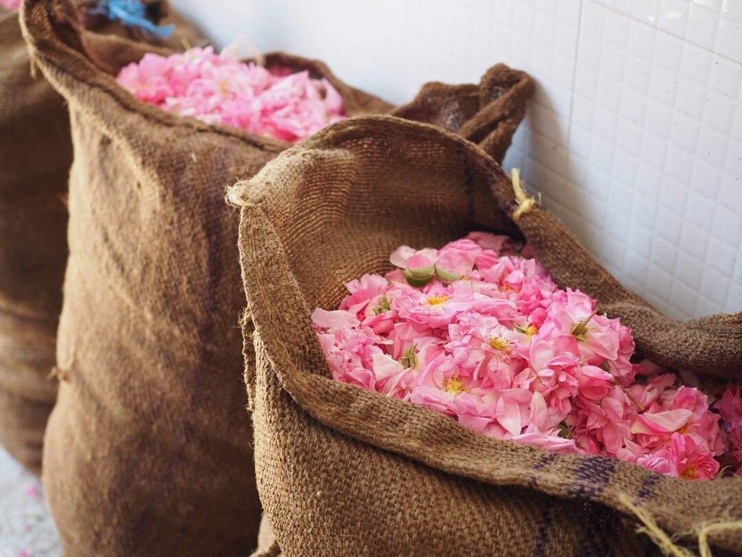 Bulk Dried Damascus Rose Buds Petals and Powder, Wholesale Damascus ...