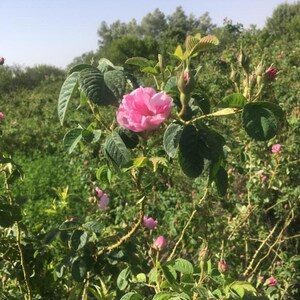 Bulk Dried Damascus Rose Buds Petals and Powder, Wholesale Damascus ...