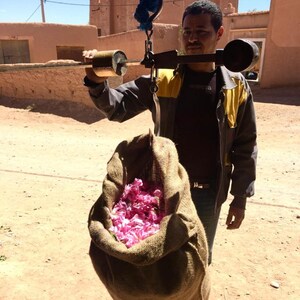 Bulk Dried Damascus Rose Buds Petals and Powder, Wholesale Damascus ...