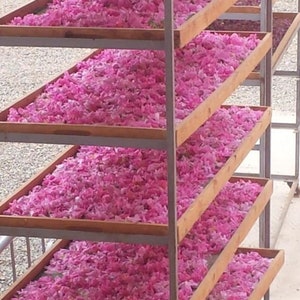 Bulk Dried Damascus Rose Buds Petals and Powder, Wholesale Damascus ...