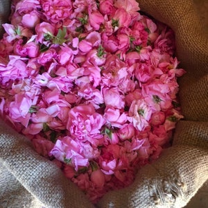 Bulk Dried Damascus Rose Buds Petals and Powder, Wholesale Damascus ...