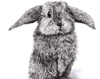 Lop Bunny Drawing - Etsy