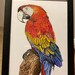 Parrot - Etsy