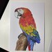 Parrot - Etsy