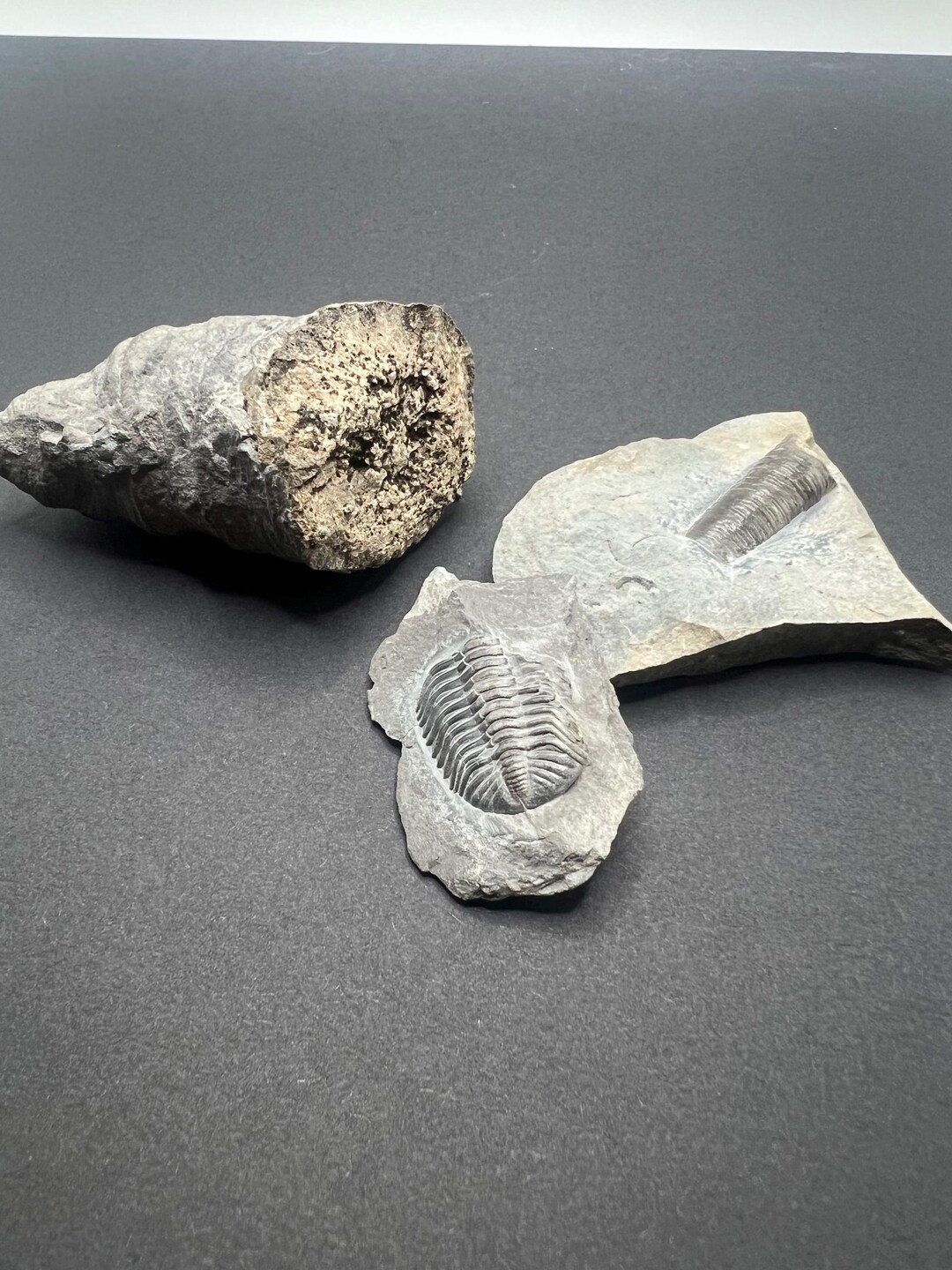 Assorted Devonian Fossils, Horn Coral, Crinoid Segment, Trilobite Body ...