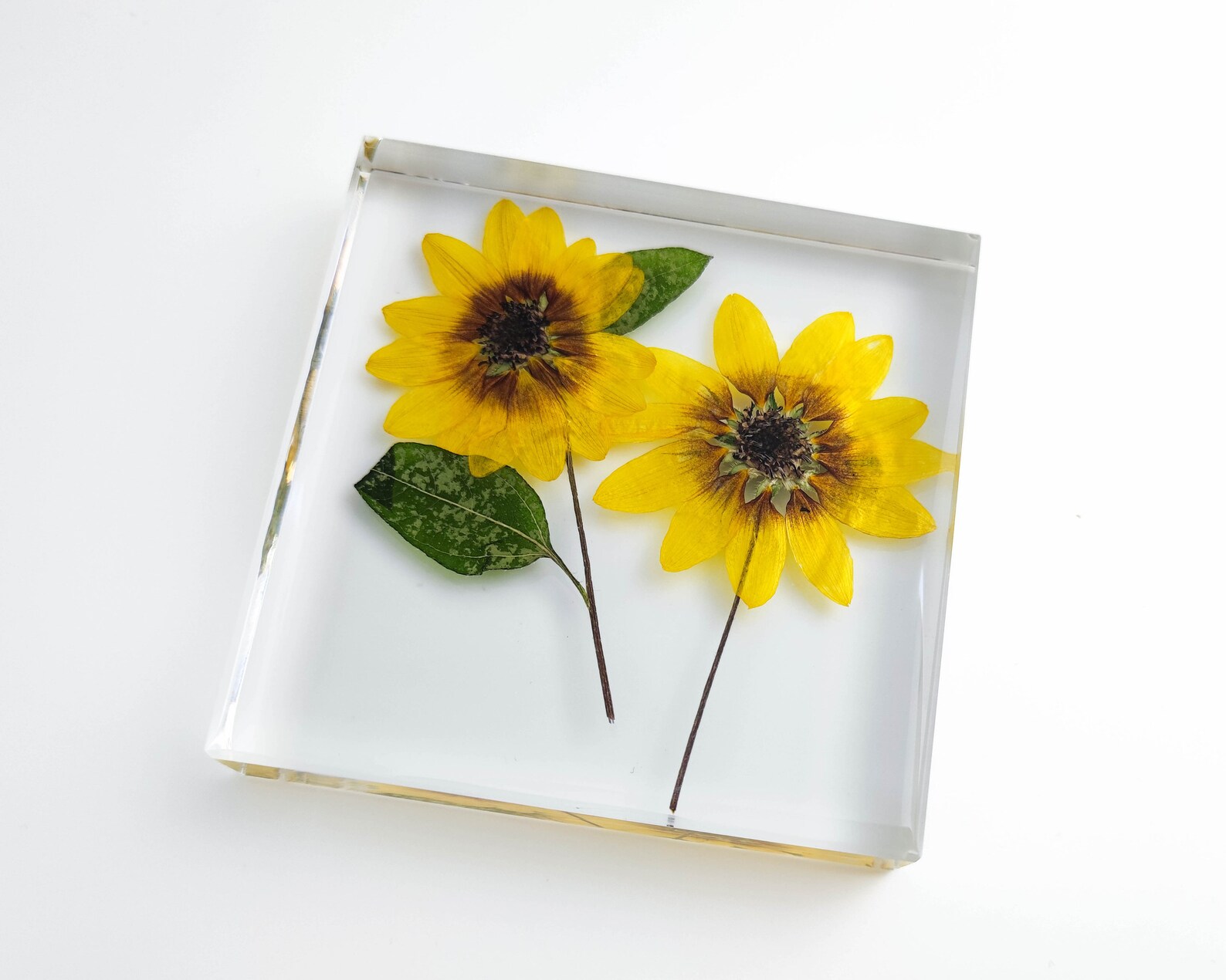 Real Sunflower Block Resin Paperweight Sunflower Night - Etsy