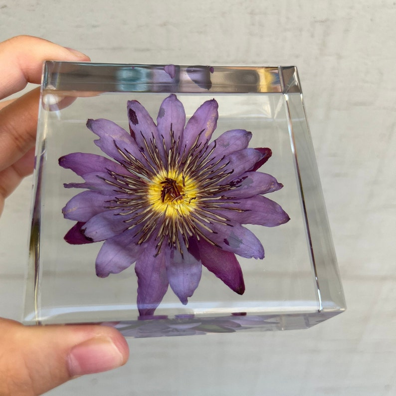 Real Purple Water Lily Block Resin Paperweight Natural Gift - Etsy