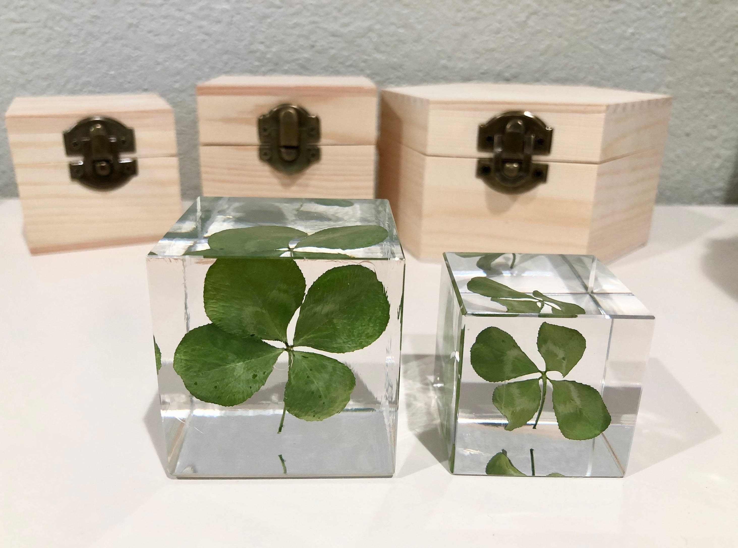 Real Large Four Leaf Clover Cube Lucky Clover Objet Gift for | Etsy