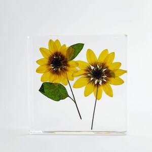 Real Sunflower Block, Resin Paperweight, Sunflower Night Light ...