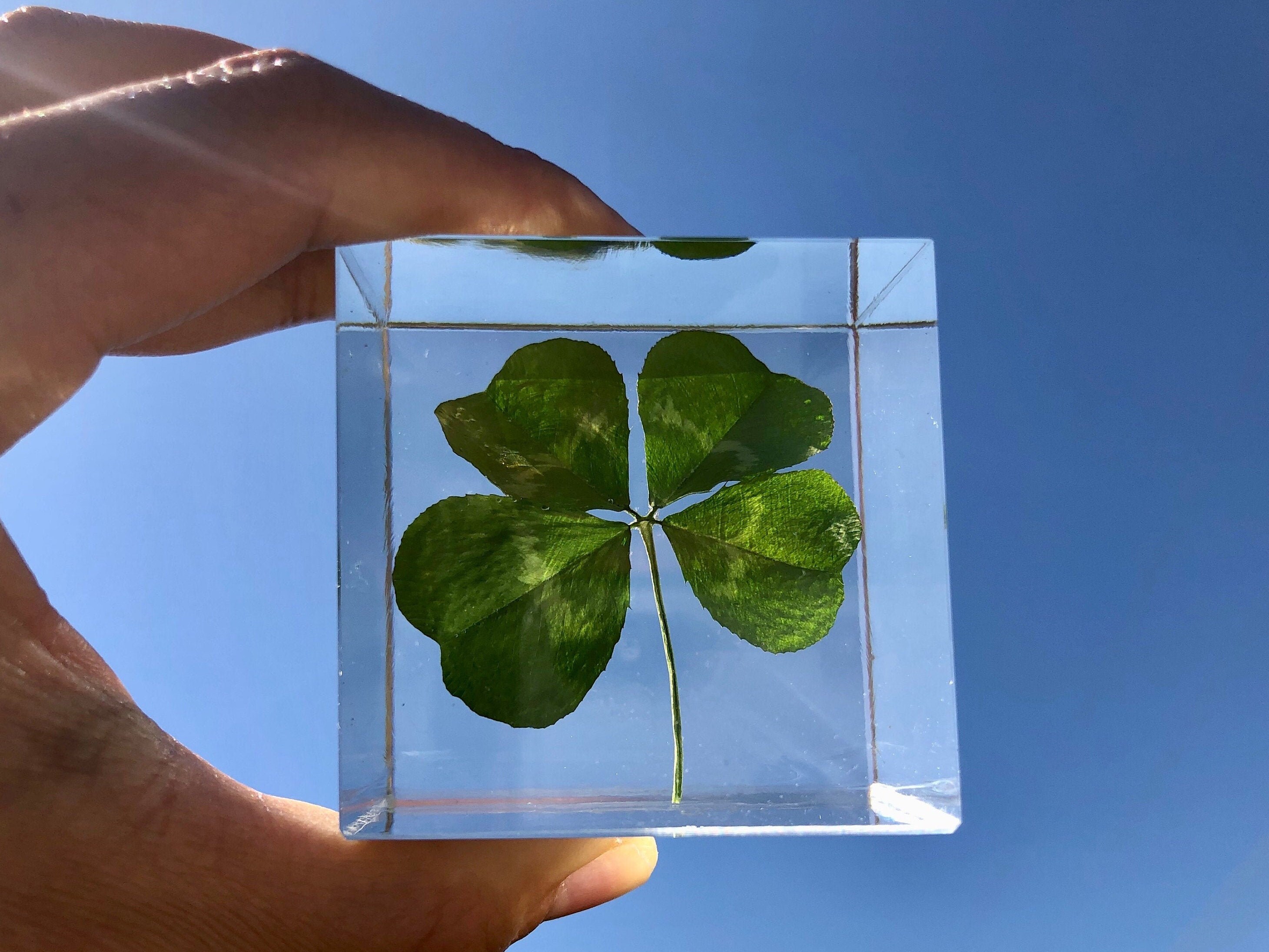 Real Large Four Leaf Clover Cube Lucky Clover Objet Gift for | Etsy