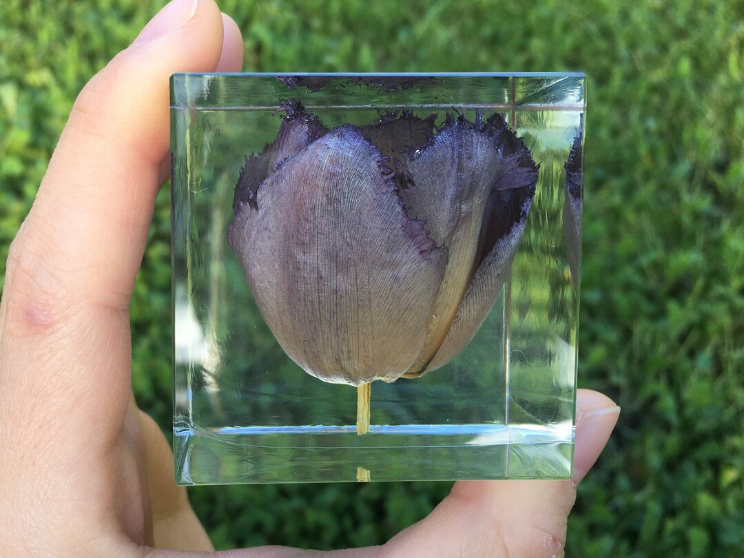 Real Purple Fringed Tulip Cube, Fancy Frills Tulip, Resin Paperweight ...