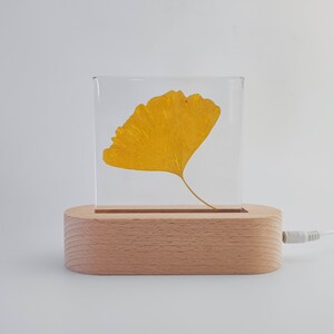 Real Ginkgo Leaf Night Light, Ginkgo Leaf Resin Paperweight, Natural ...