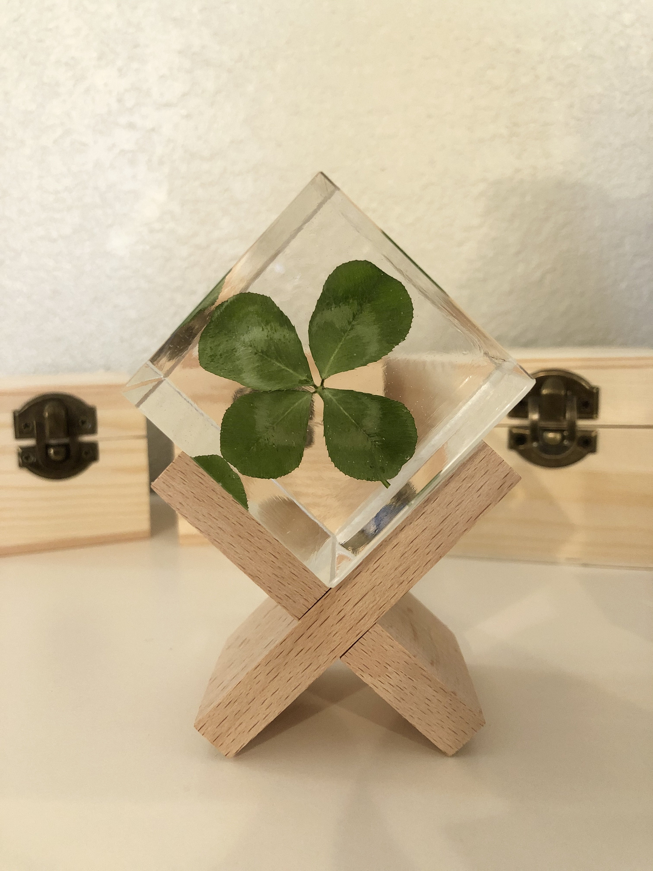 Real Large Four Leaf Clover Cube Lucky Clover Objet Gift for | Etsy