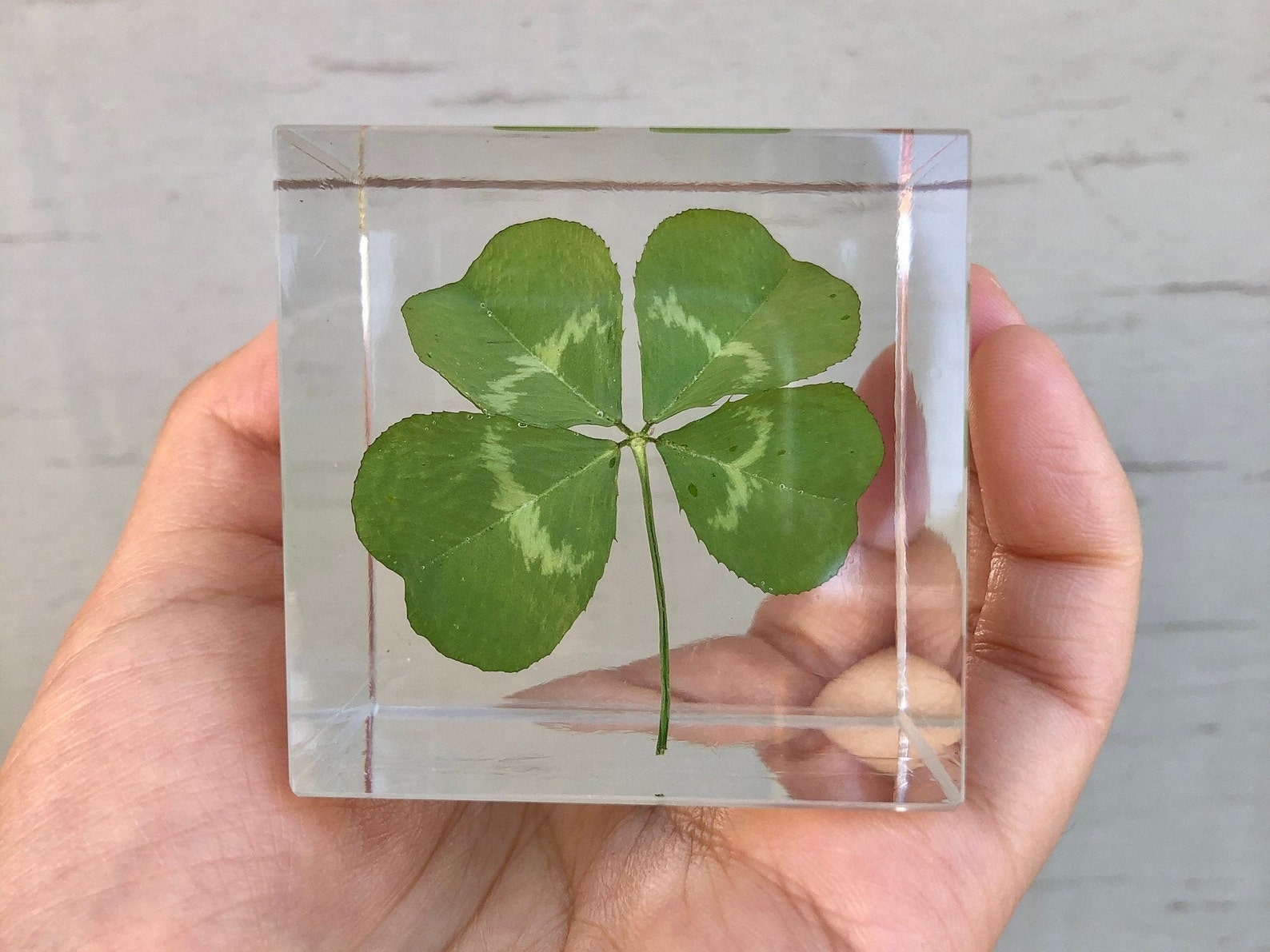 Real Large Four Leaf Clover Cube Lucky Clover Objet Gift for | Etsy