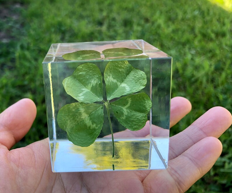 Real Large Four Leaf Clover Cube Lucky Clover Objet Gift for | Etsy