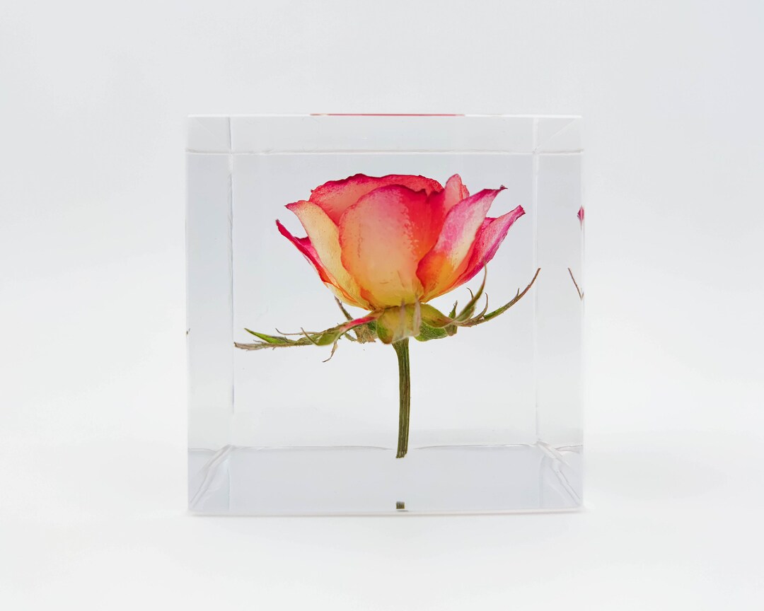 Real Yellow-pink Rose Cube, Forever Rose Crystals Keepsake, Resin ...