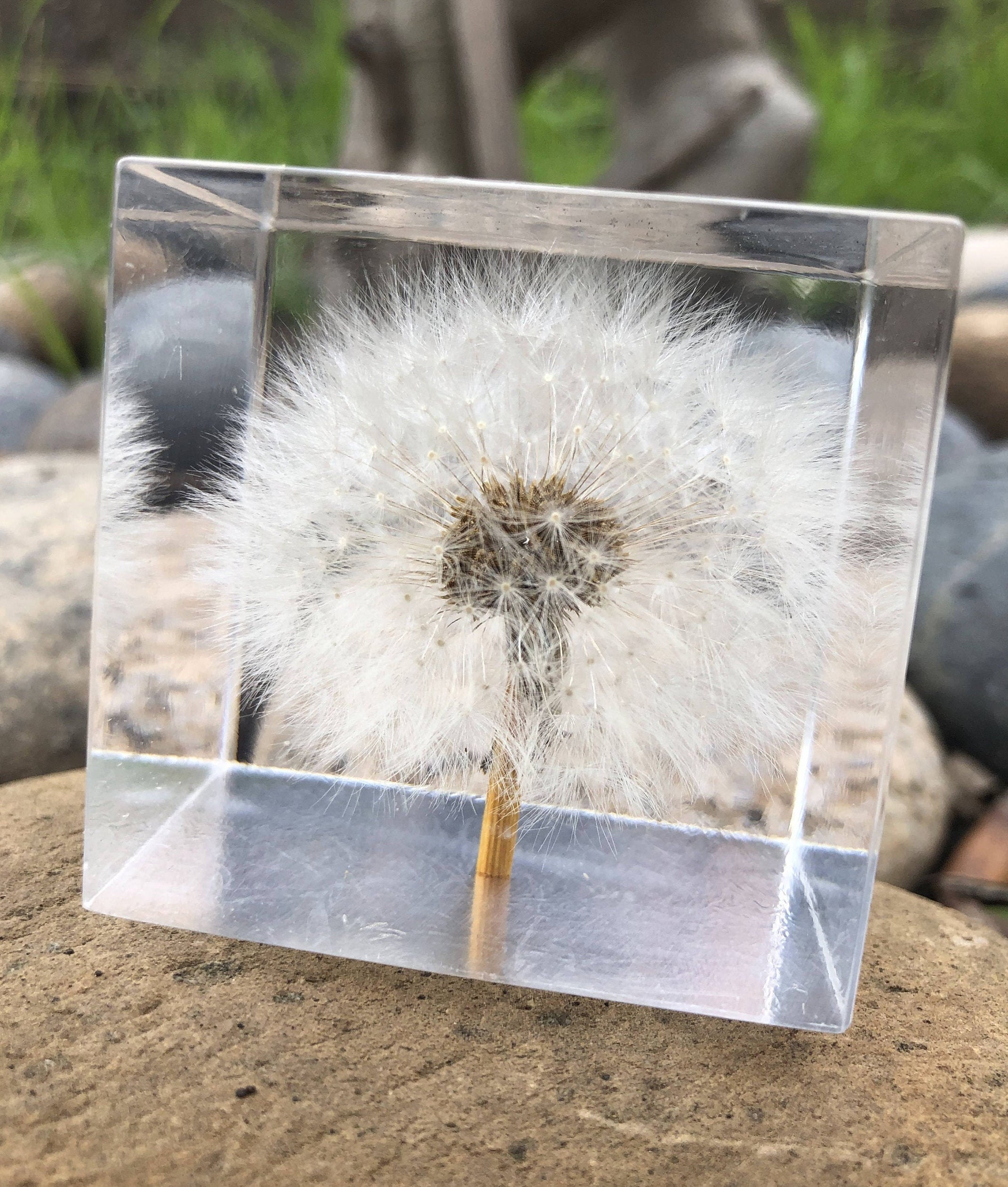 Dandelion Paperweight Cube Dandelion Crystals Keepsake Resin - Etsy